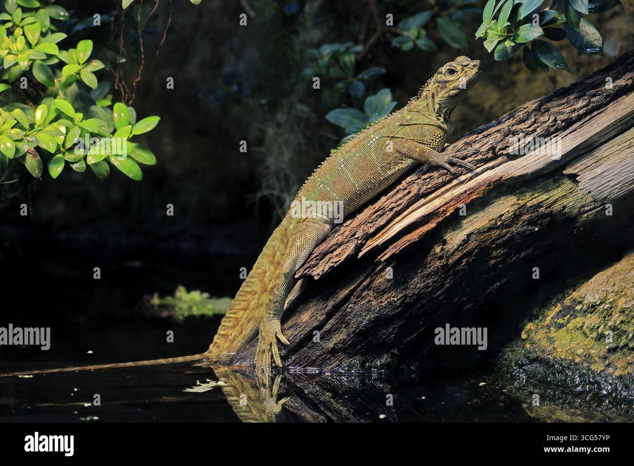 Ambon sailing lizard (Hydrosaurus amboinensis), adult, female, on land ...