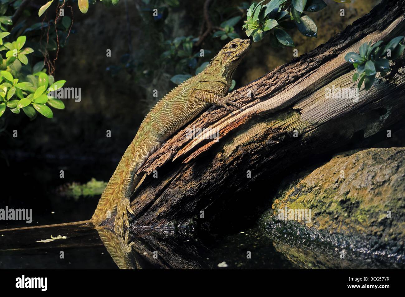 Ambon sailing lizard (Hydrosaurus amboinensis), adult, female, on land ...