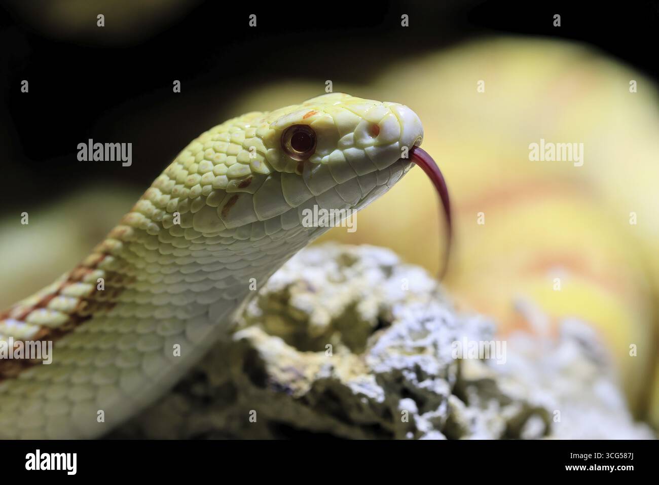 Gopher snake (Pituophis catenifer), adult, portrait, tongue, non-toxic ...