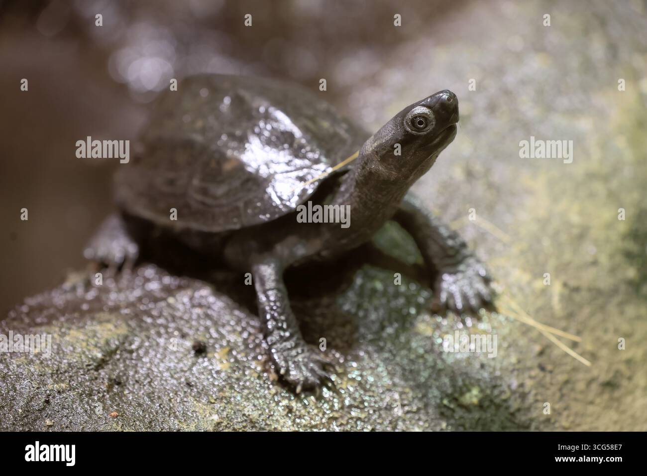 Chinese three-legged tortoise (Mauremys reevesii), juvenile, on rocks ...
