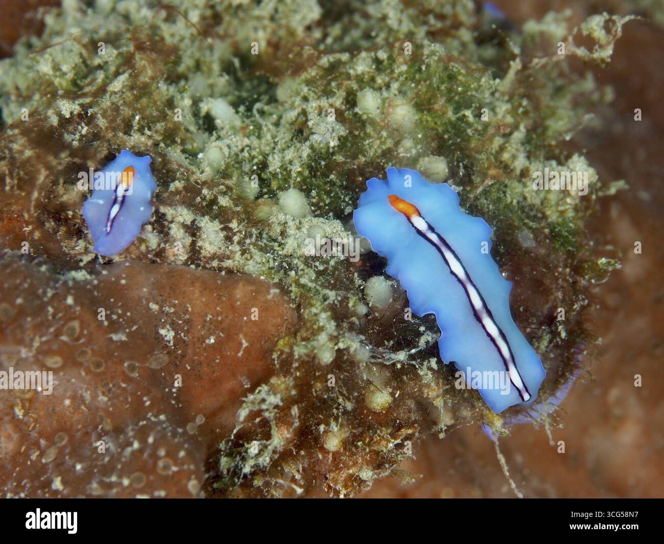 Bright blue-orange flatworms, racing stripe whirlpool worm (Pseudoceros ...