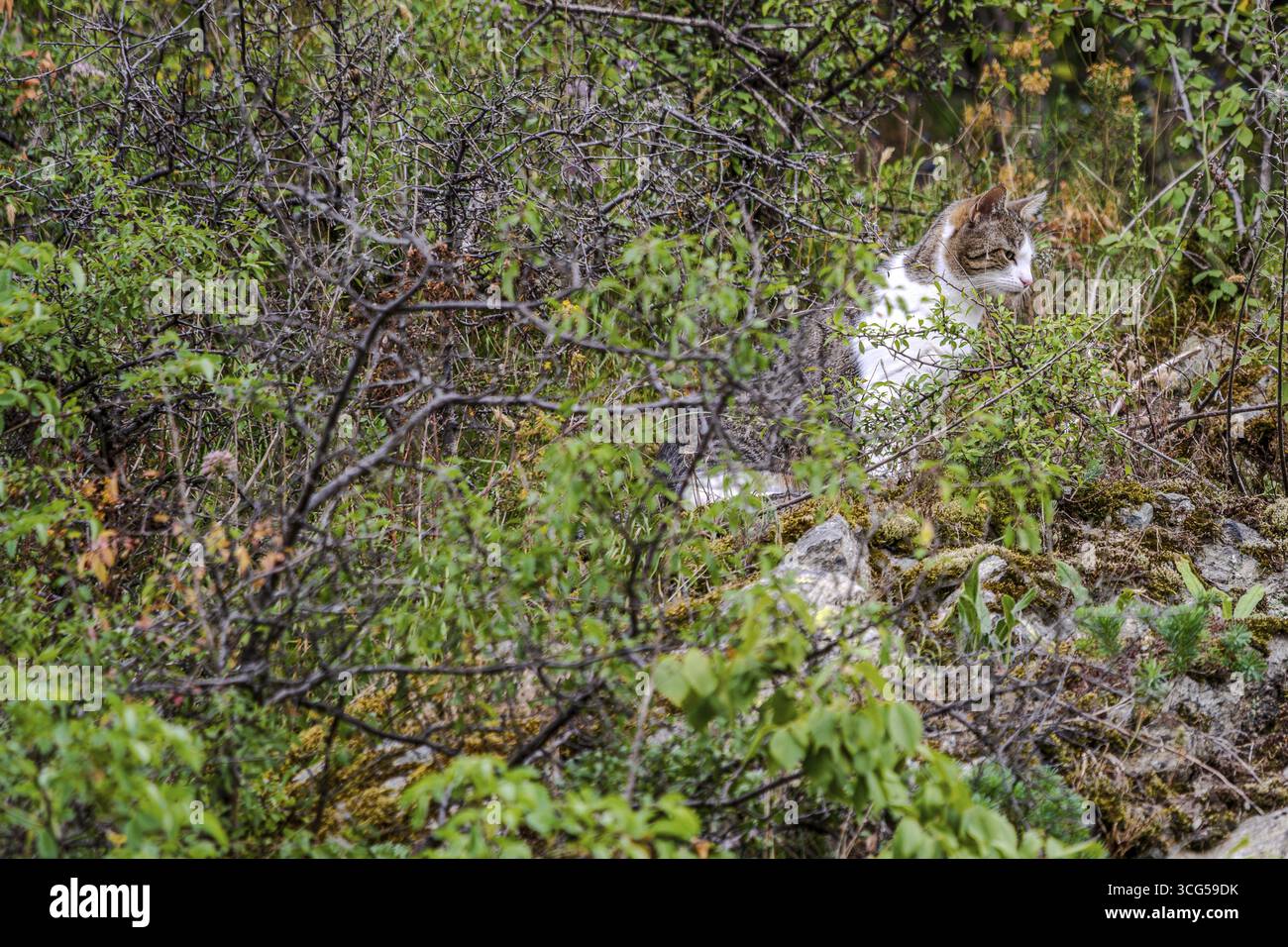 A white cat sits hidden among the bushes in a natural setting. The ...