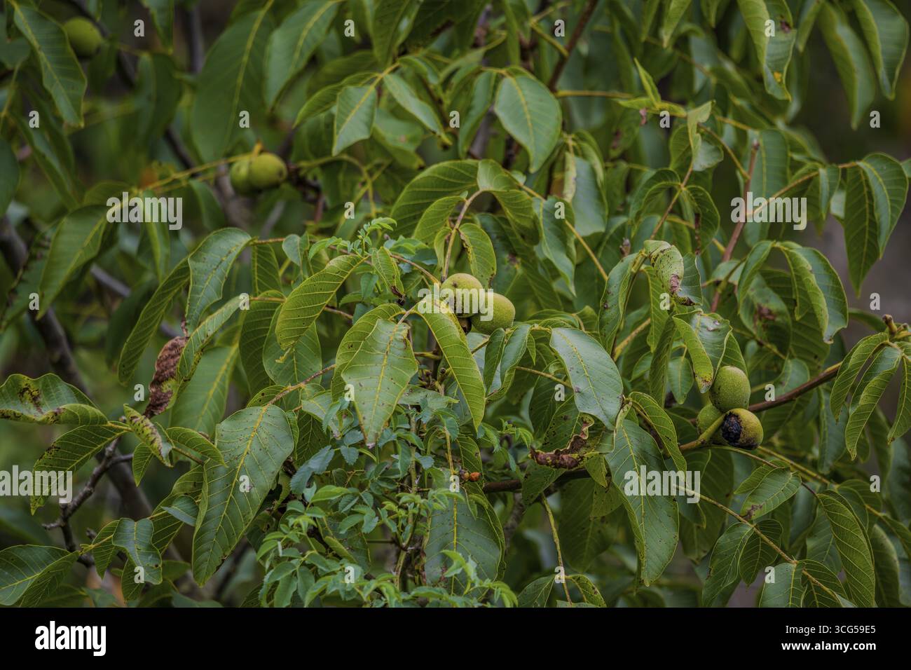 A walnut tree stands outside, surrounded by lush green foliage that ...