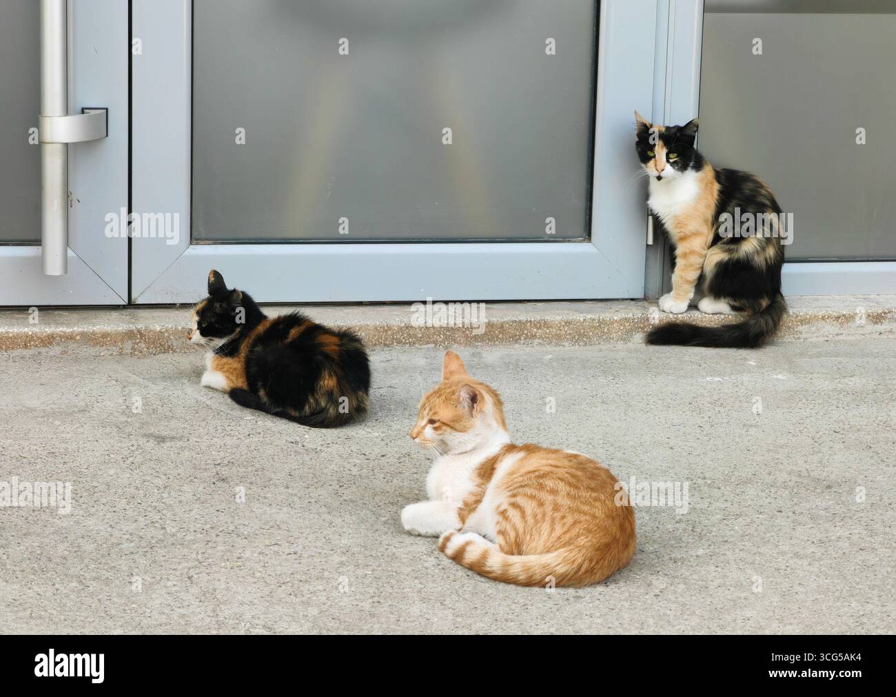 Stray cats waiting outside door hi-res stock photography and images - Alamy