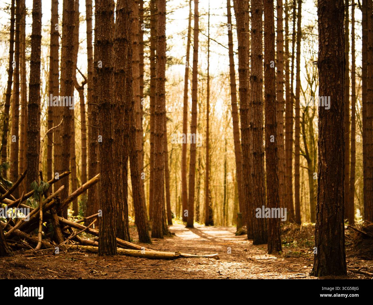 Pathway of Pine trees in English winter wilderness woodland Stock Photo ...