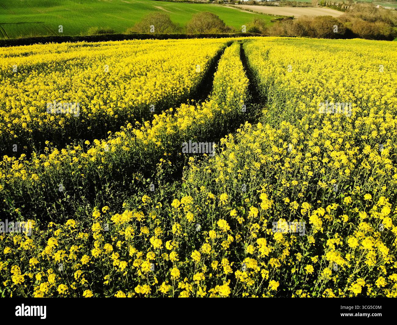 Pathway through rapeseed fields in British countryside Stock Photo - Alamy