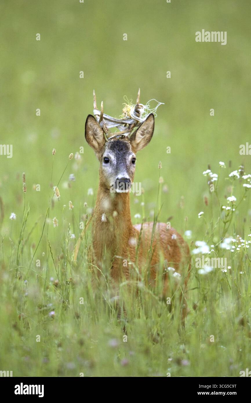 Roebuck, (Capreolus capreolus), (The banded buck) biennial, has become ...
