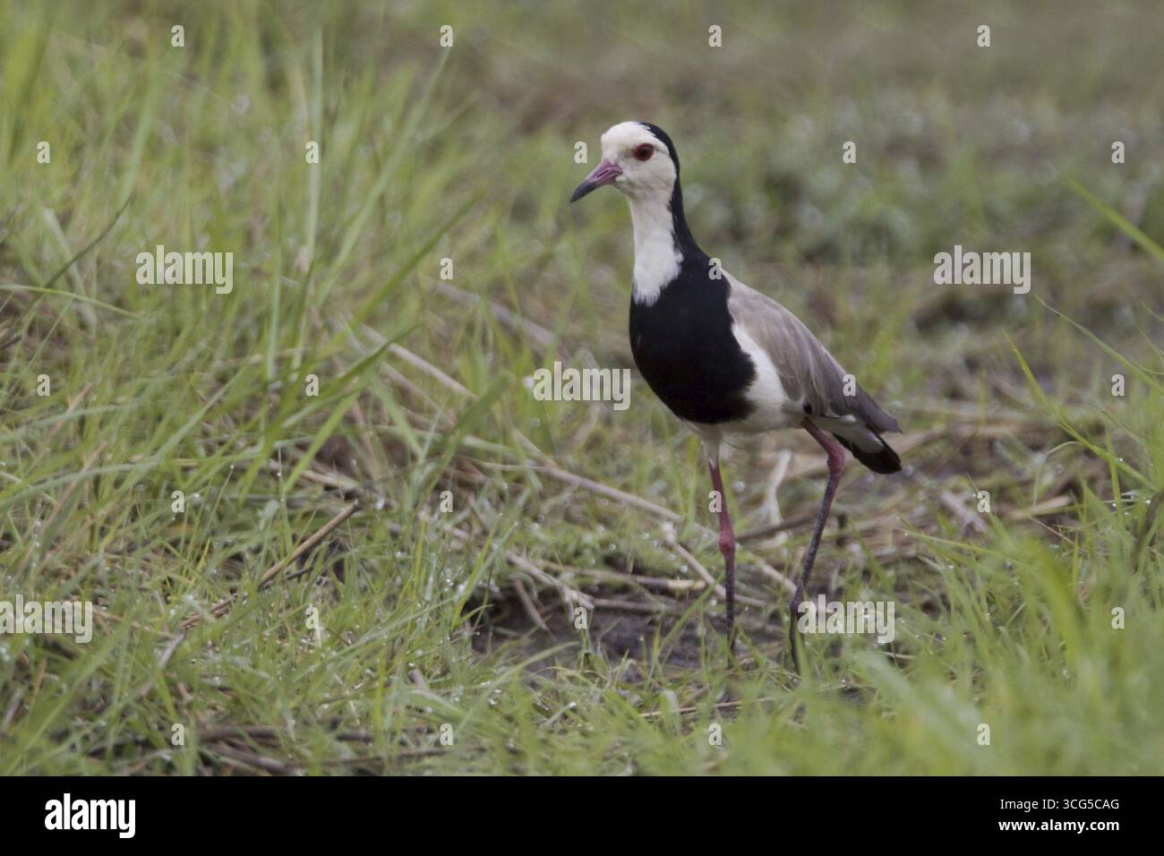 Long-toed Lapwing, (Vanellus crassirostris), Long-toed Lapwing in the ...