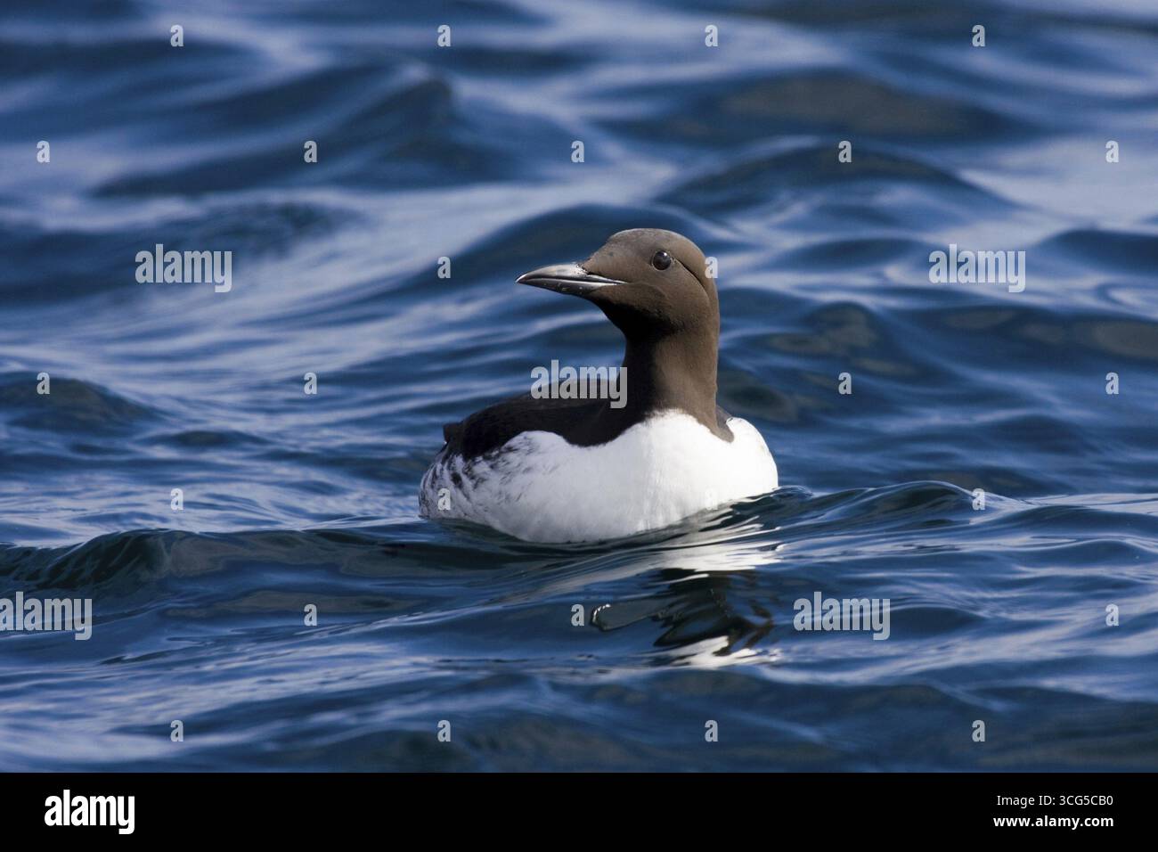 Guillemot in splendour, swimming in the Atlantic, (Uria aalge), animal ...