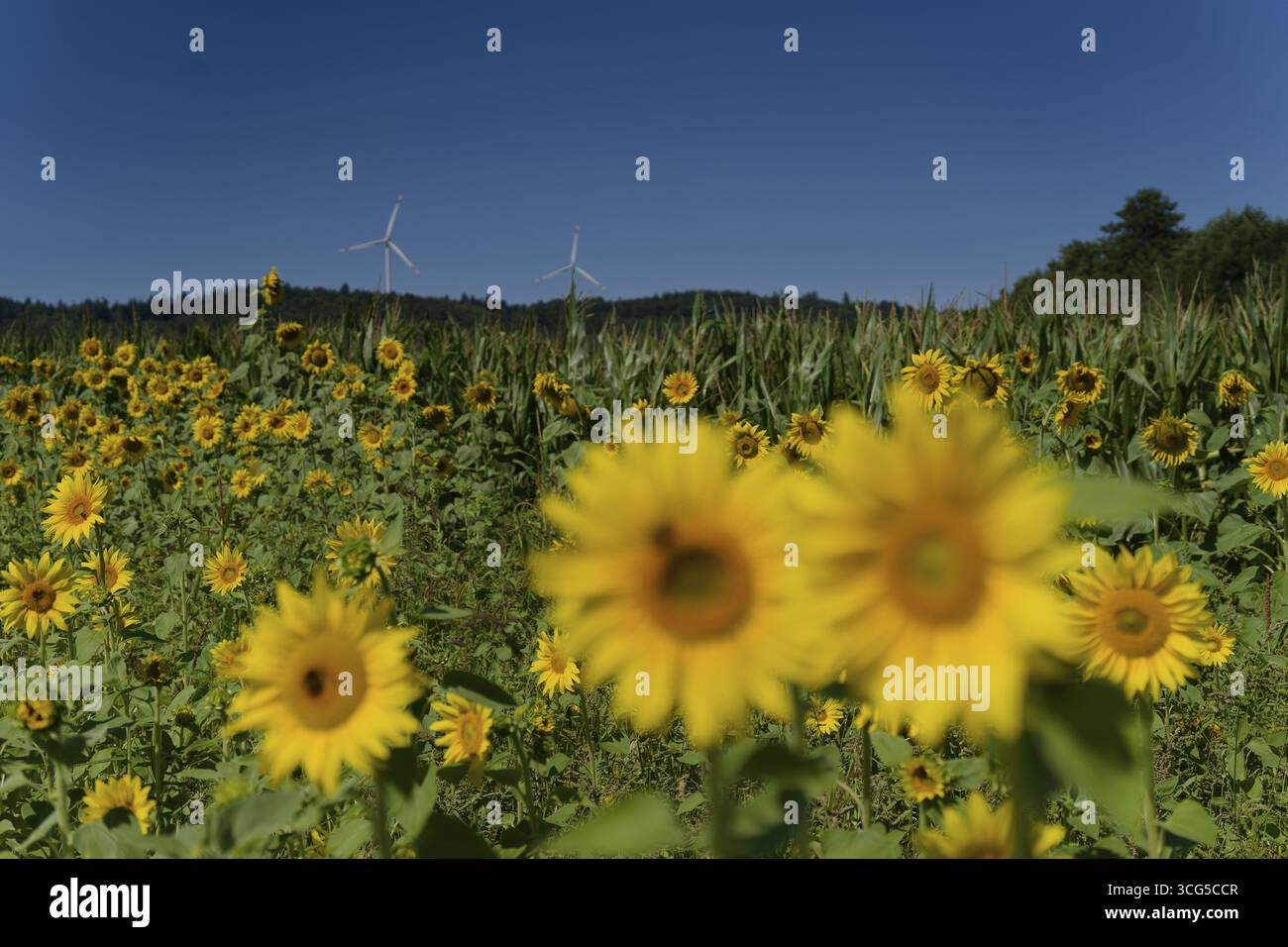 Sunflower (Helianthus annuus), energy plant, wind power, wind turbine ...