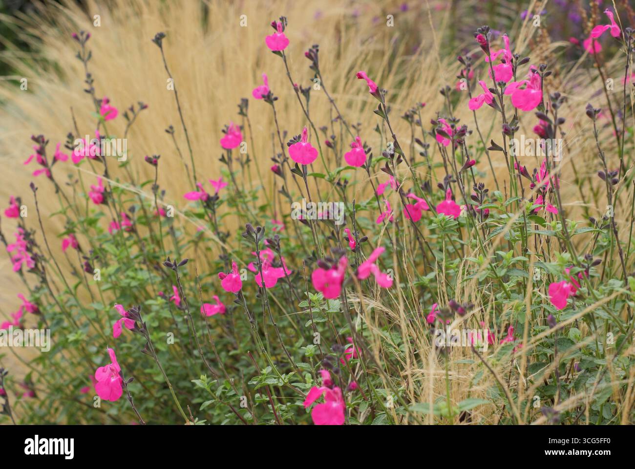 Salvia Wild Watermelon Stock Photo - Alamy