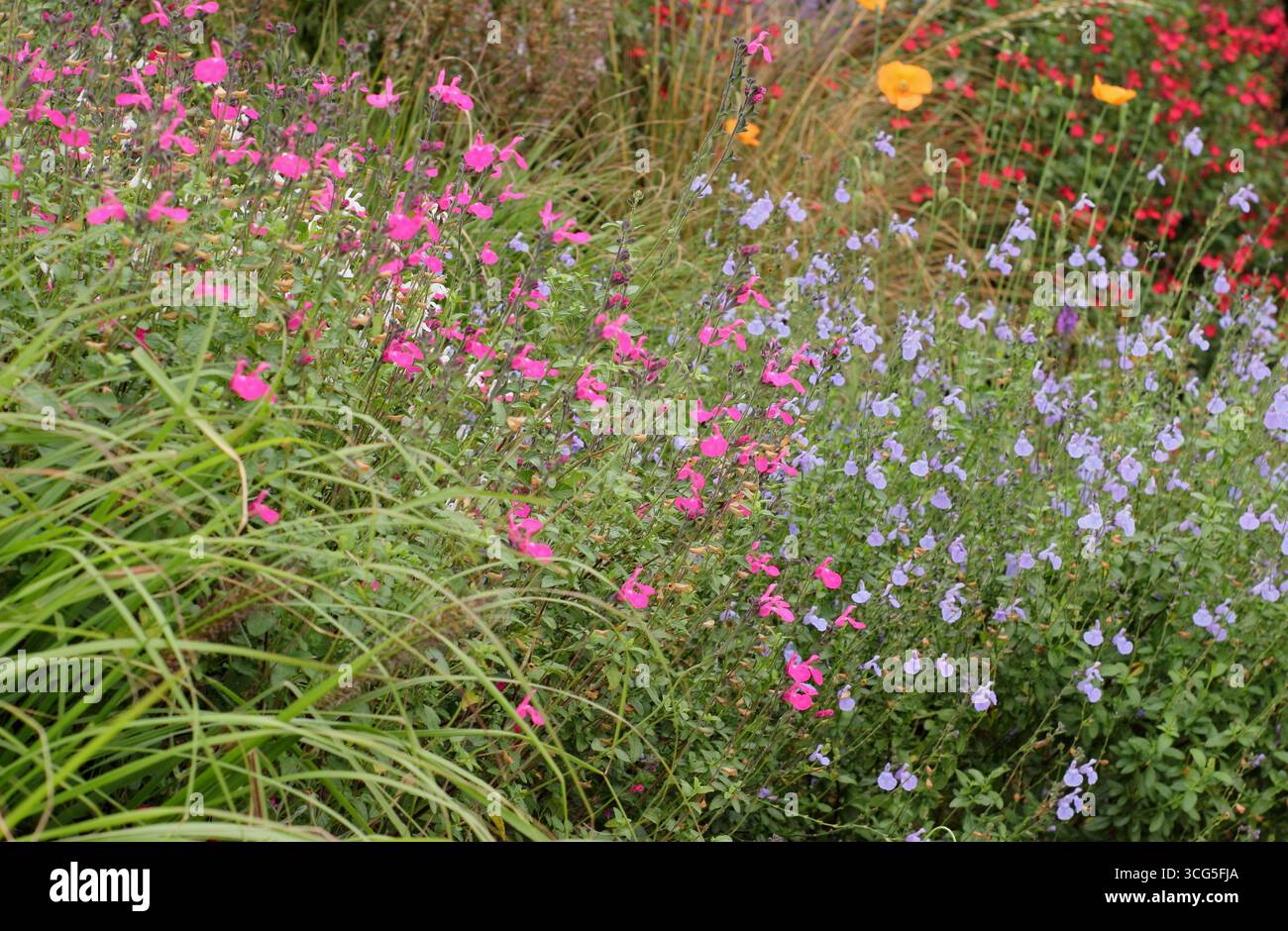 Garden plant flower salvias hi-res stock photography and images - Alamy
