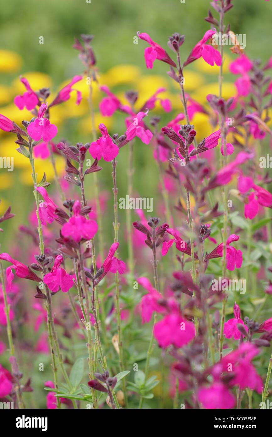 Salvia Raspberry Royale. Bright pink flowers of Salvia x jamensis ...
