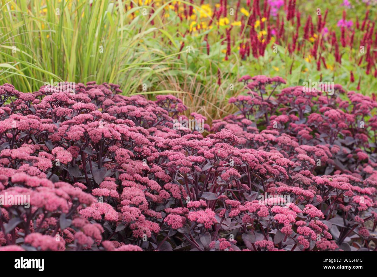 Dark foliage and dense deep purple flower clumps of Hylotelephium ...
