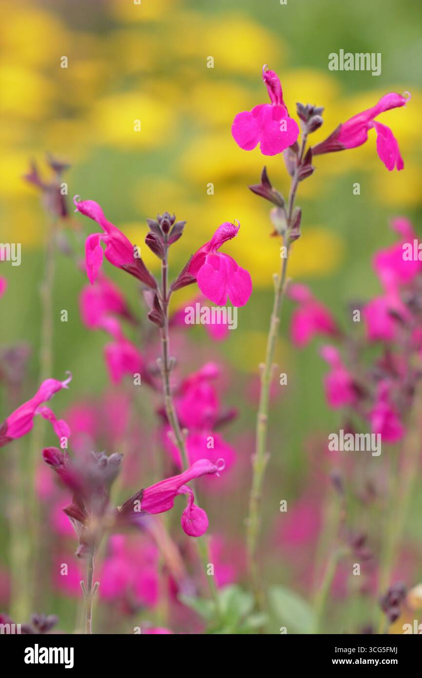Salvia Raspberry Royale. Bright pink flowers of Salvia x jamensis ...
