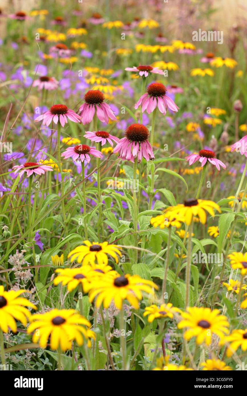 Prairie gravel geranium gerwat rudbeckia deanii echinacea magnus stipa ...