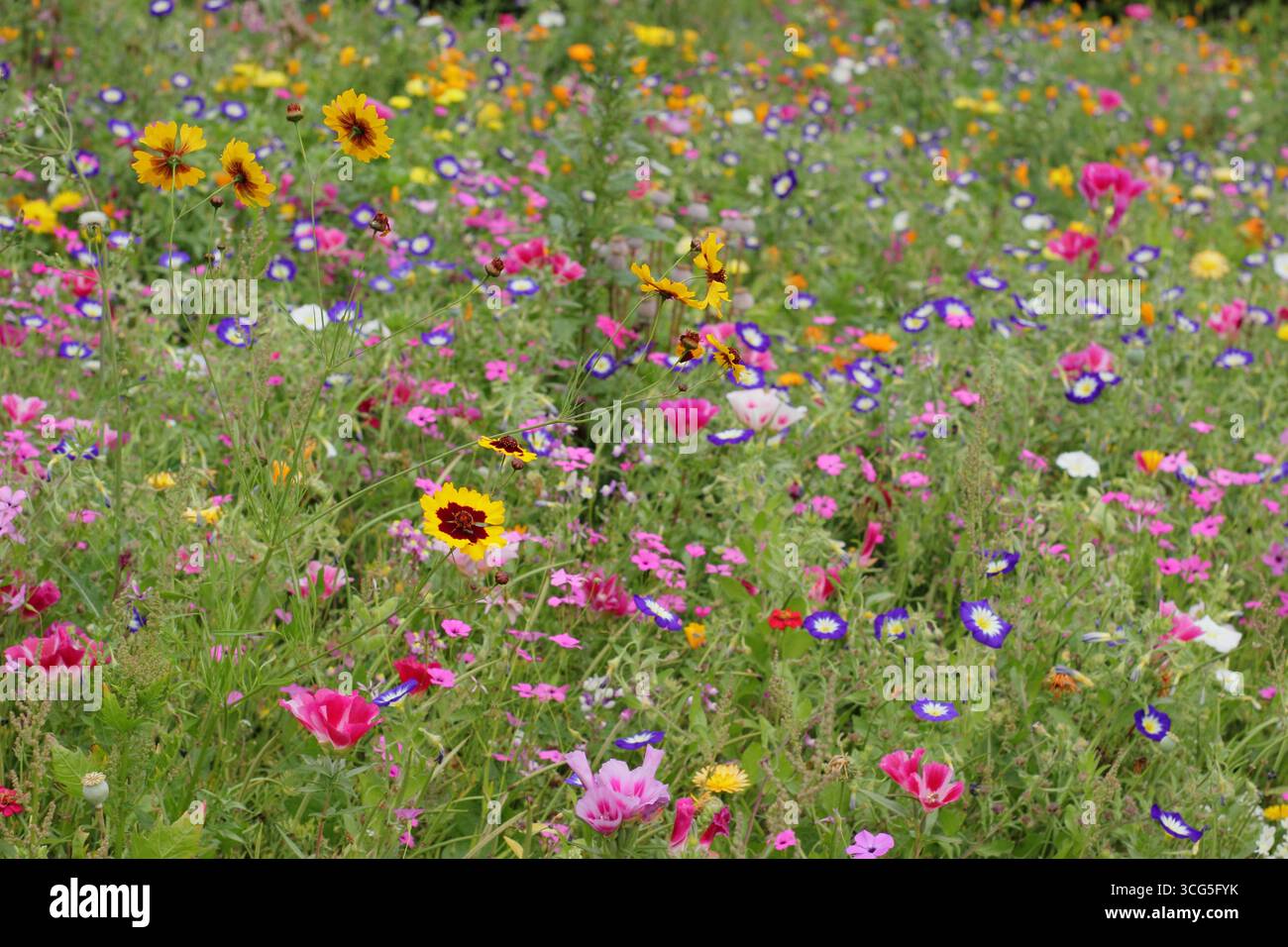 Late summer planted meadow Stock Photo - Alamy