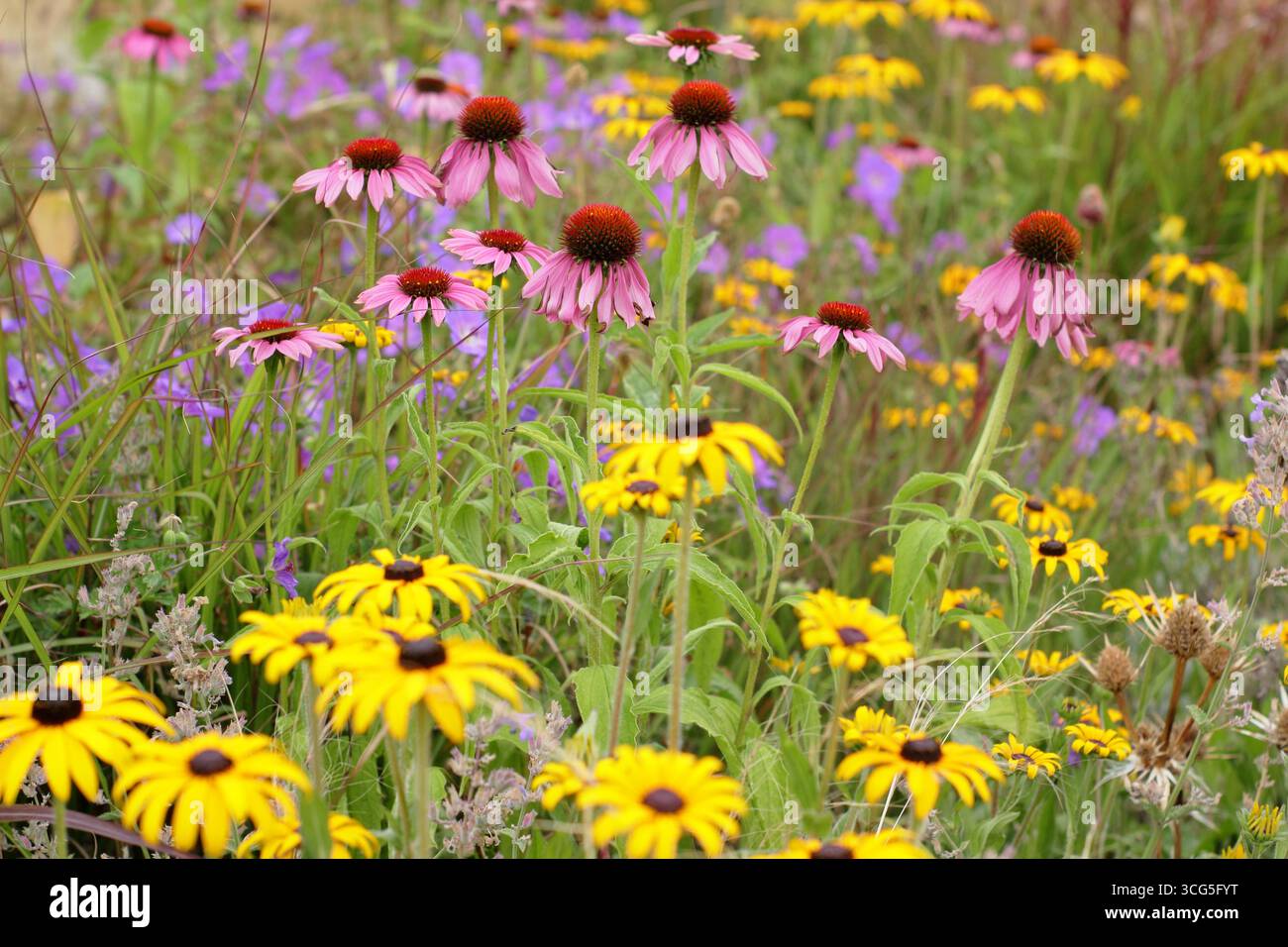 Prairie gravel geranium gerwat rudbeckia deanii echinacea magnus stipa ...