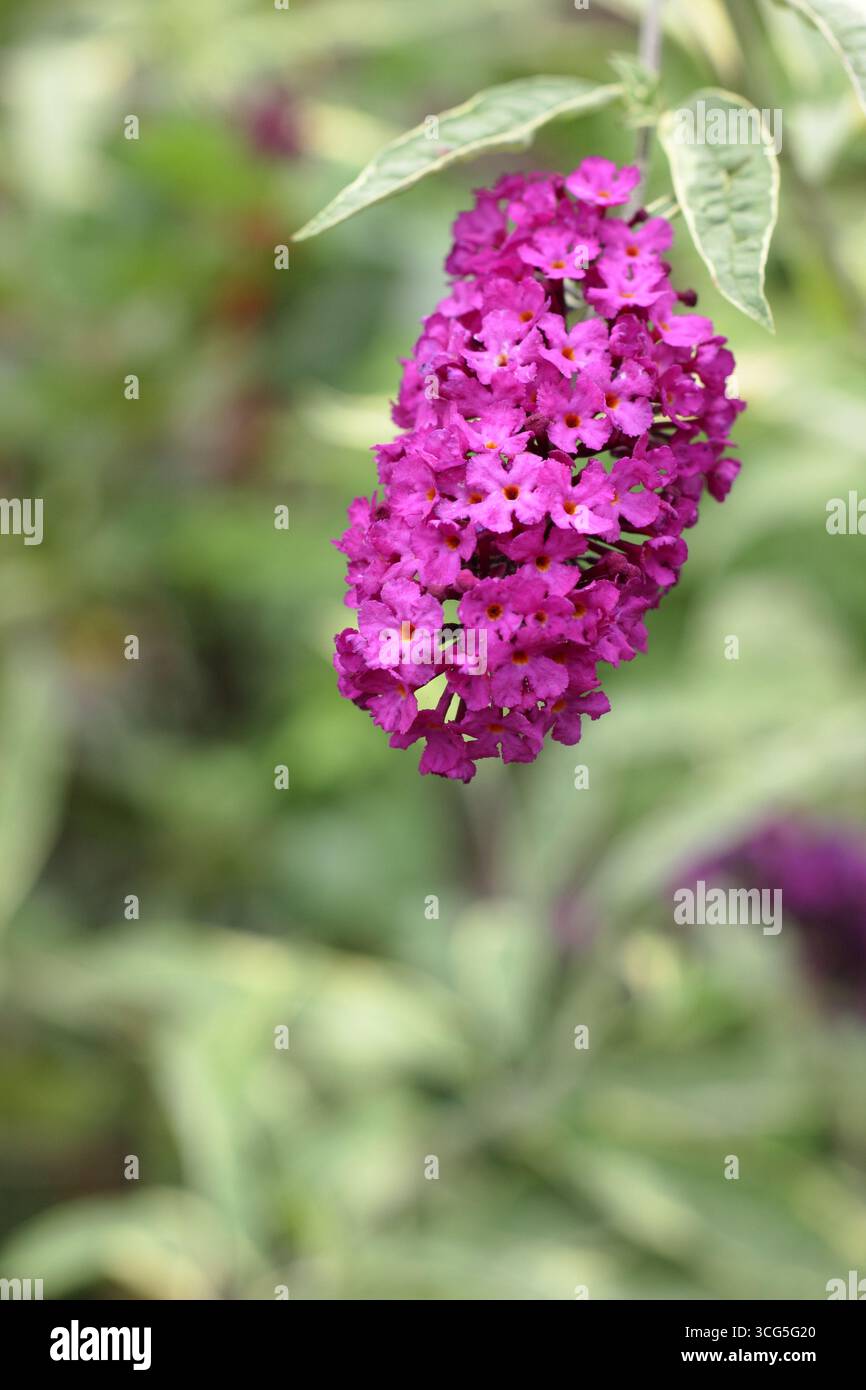 Deep purple flower sprays of Buddleja davidii 'Harlequin' butterfly ...