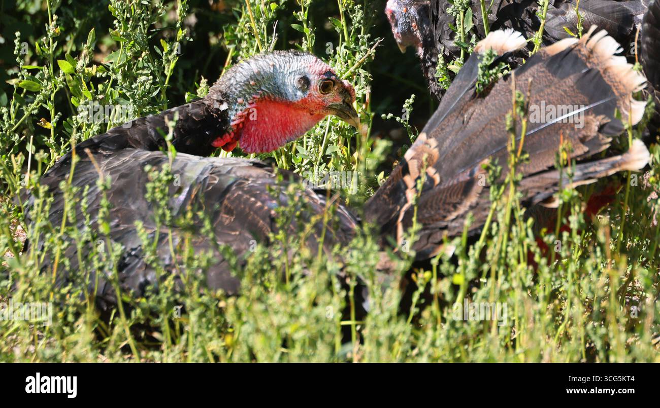 21.06.2025 Sachsen Anhalt Sachsen-Anhalt Halle Saale Bergzoo Halle Zoo ...