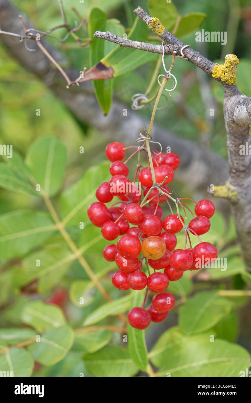 Rough bindweed common smilax hi-res stock photography and images - Alamy