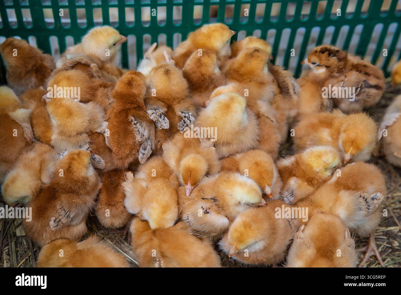 Group of young chicks and a chicken kept in metal cages at a poultry ...