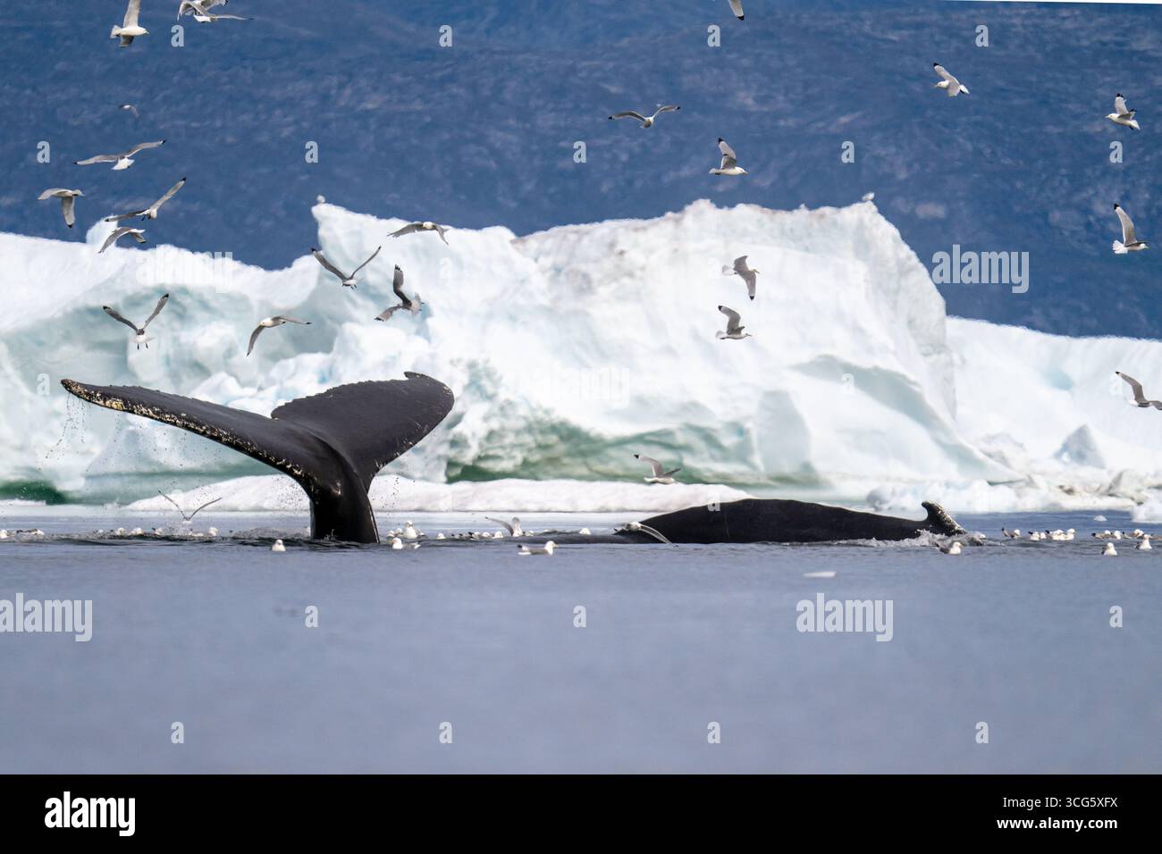 Humpback whale tail diving into the ocean with seabirds flying above in ...
