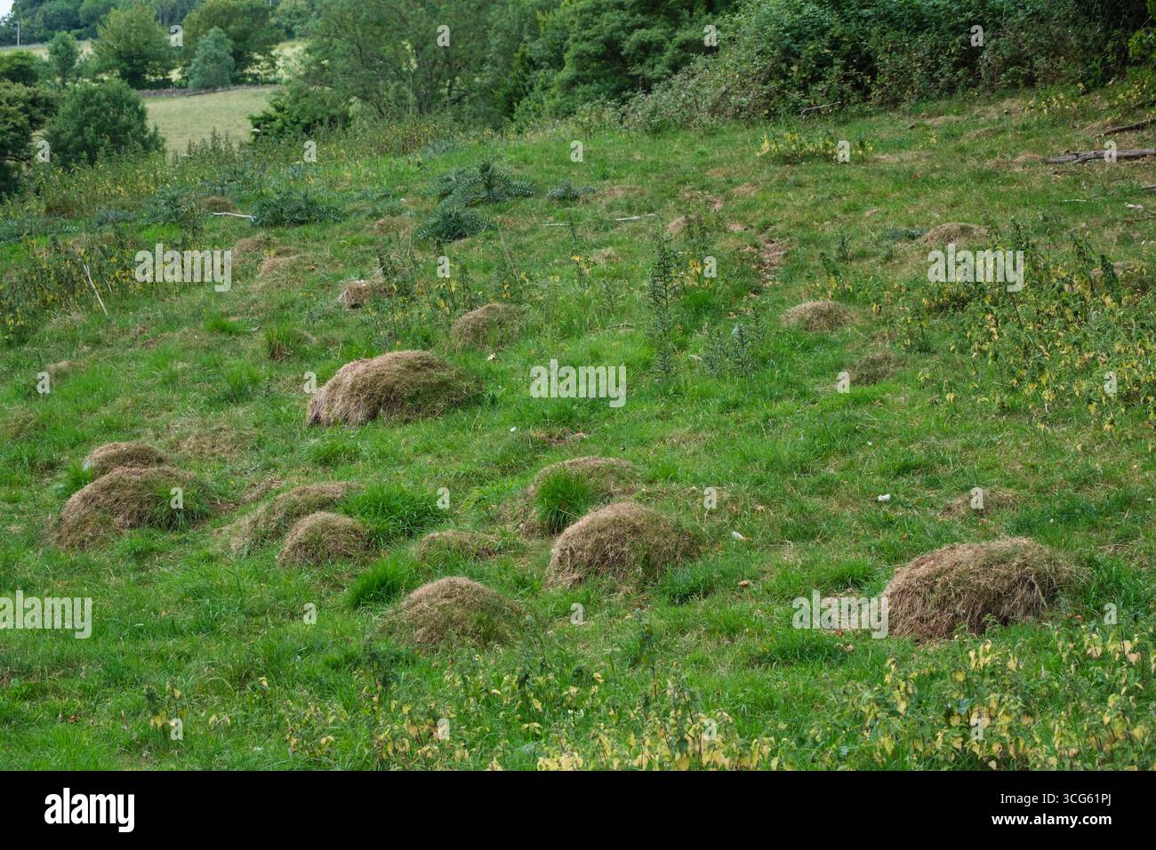 Cotswolds, England, U.K. Ant Hills of Yellow Meadow Ants, Lasius flavus ...