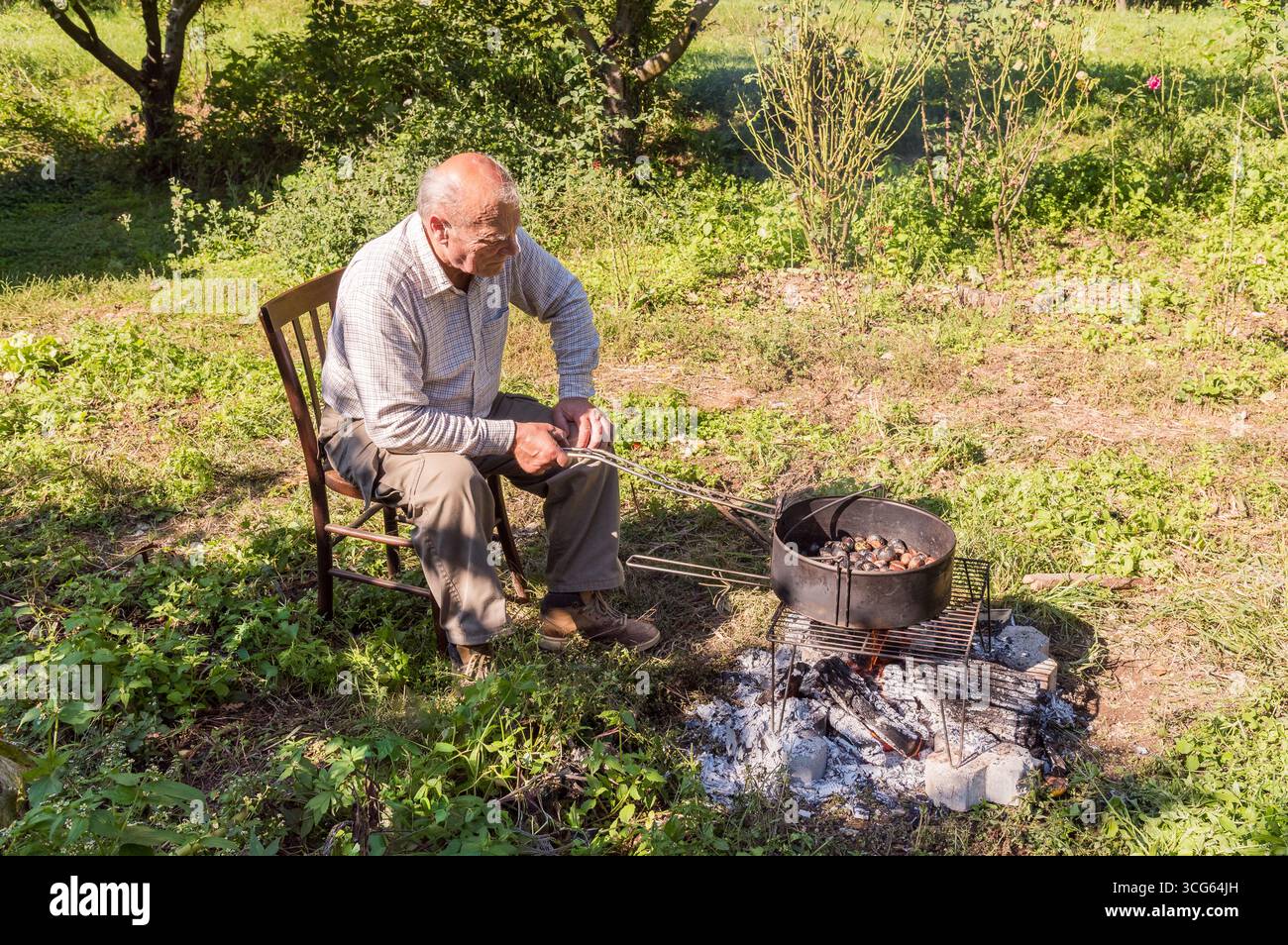 Elderly man roasting fresh chestnuts in a pan over hot coals on a ...