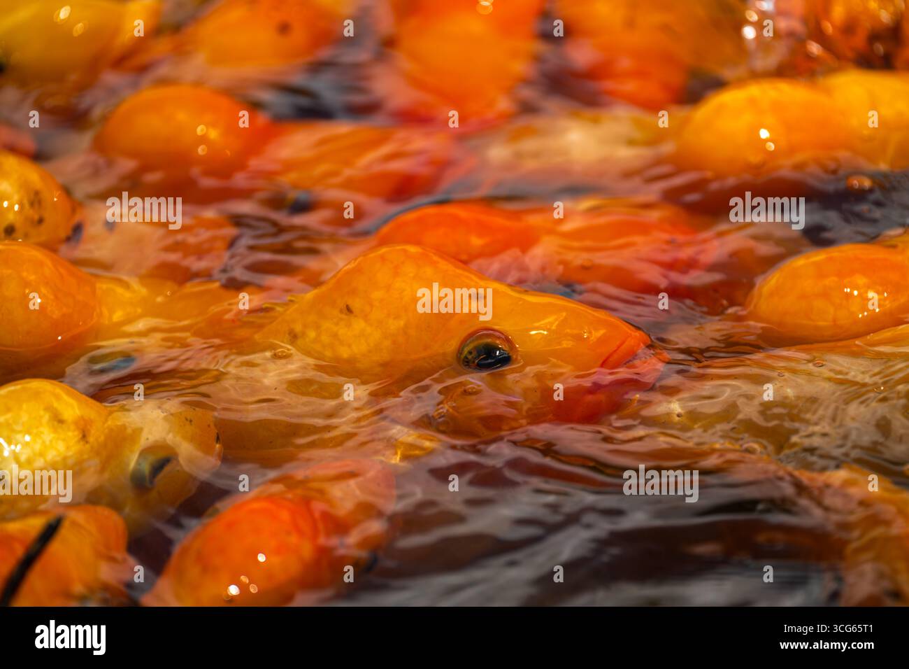 Midas Cichlid (Amphilophus citrinellus) Fish on Oahu, HI Stock Photo ...