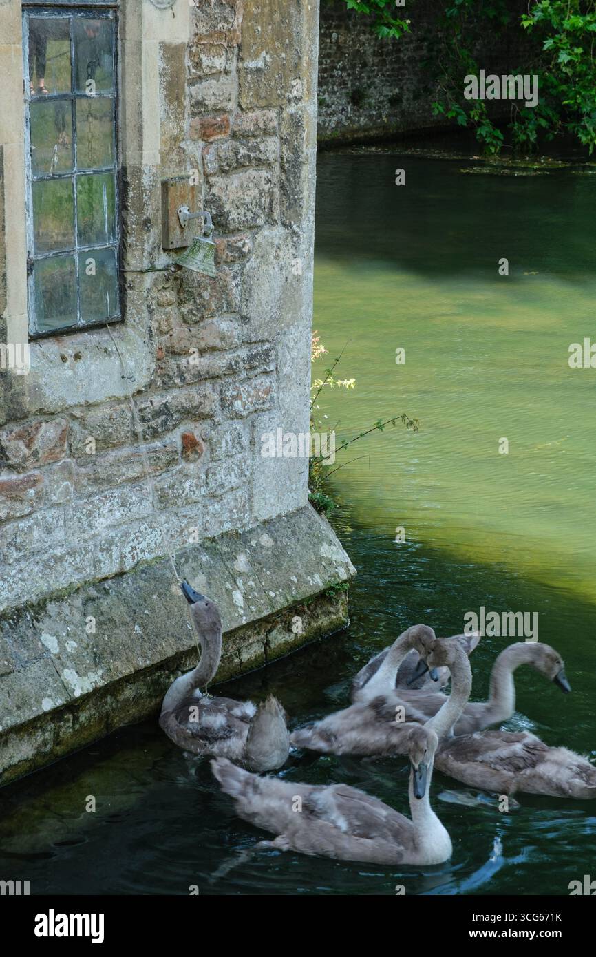 Pulling swans hi-res stock photography and images - Alamy