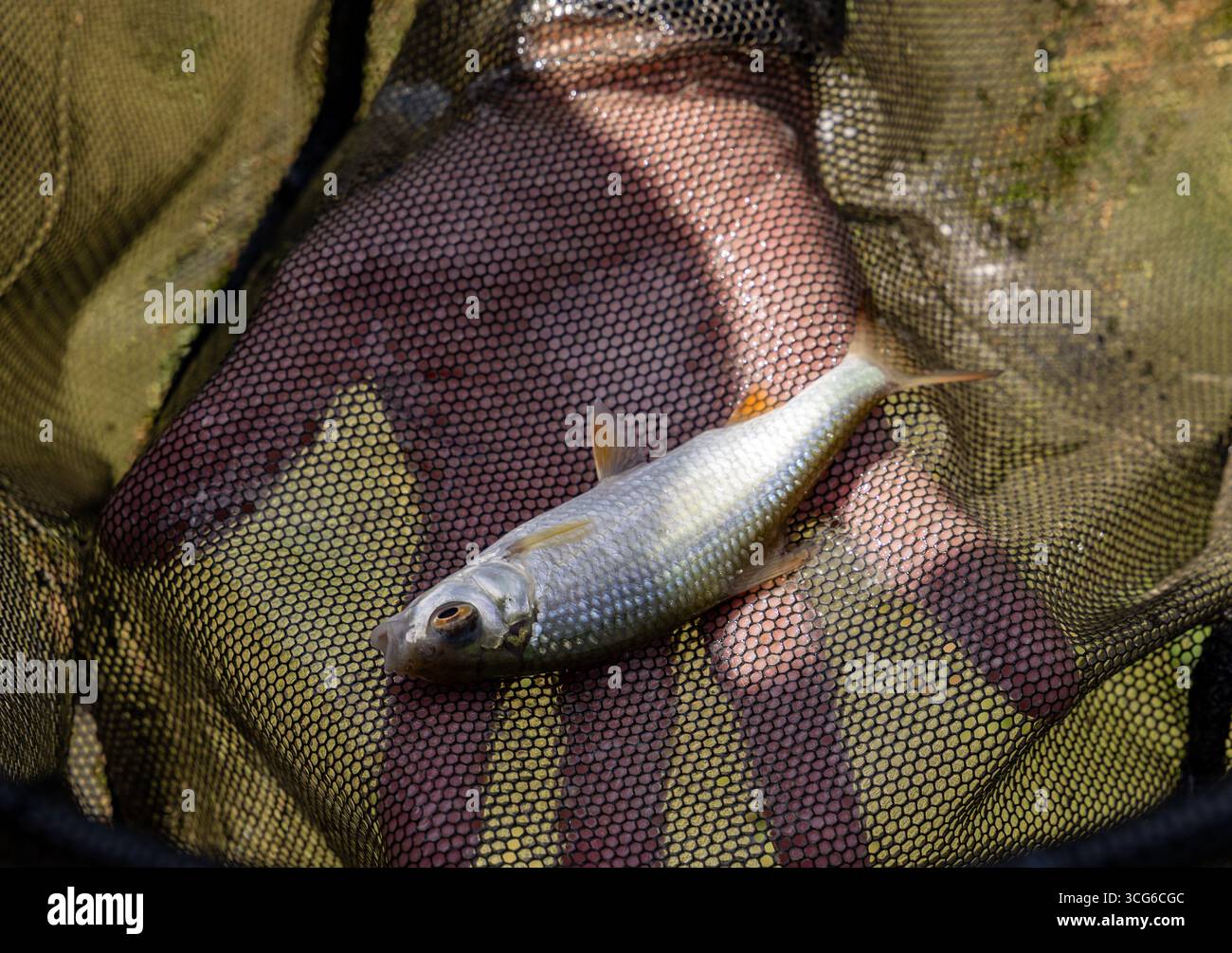 Silvery roach hi-res stock photography and images - Alamy