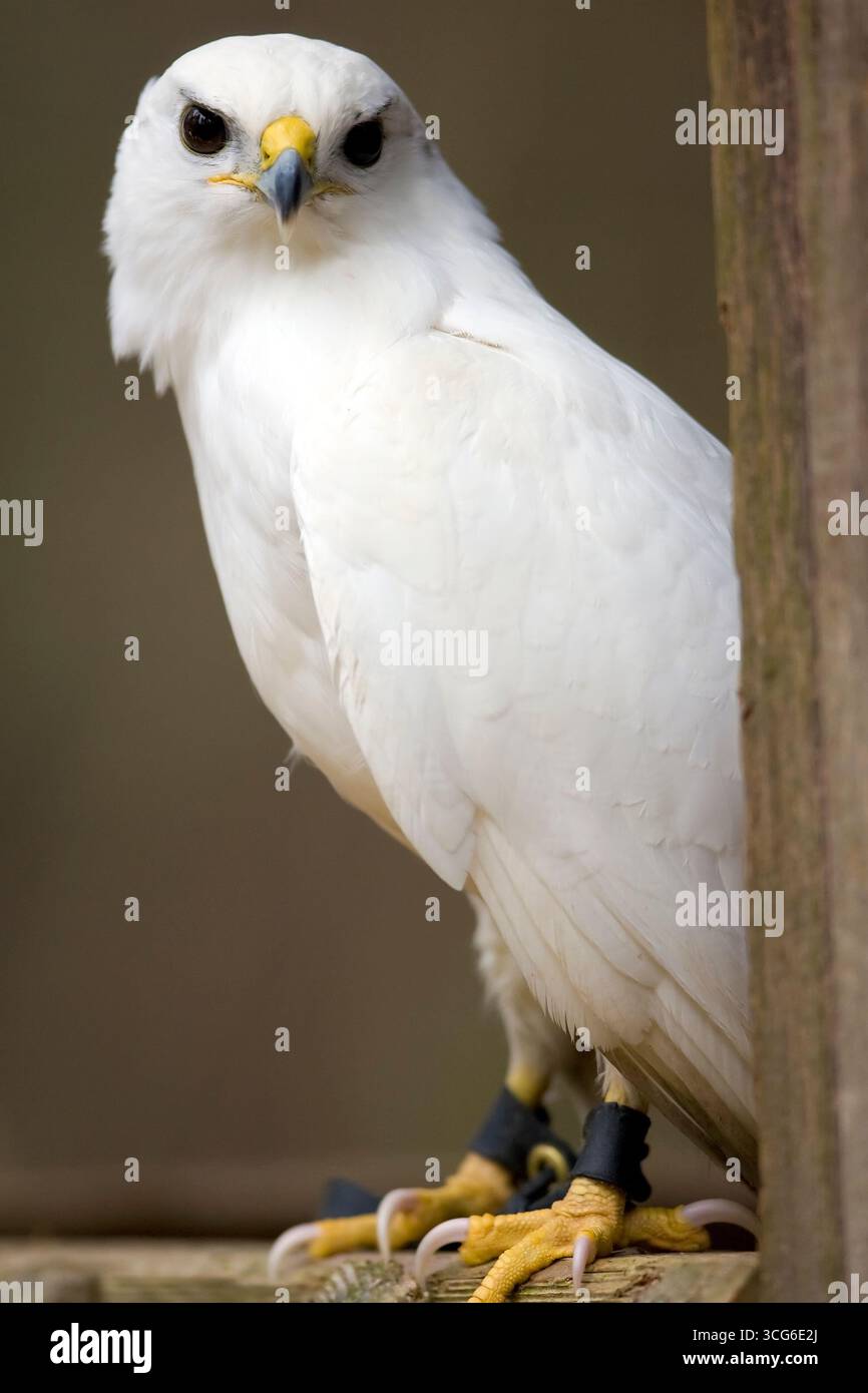 A typical buteo, soaring hawks with broad wings and tail. Plumages are highly variable, 4 light ...