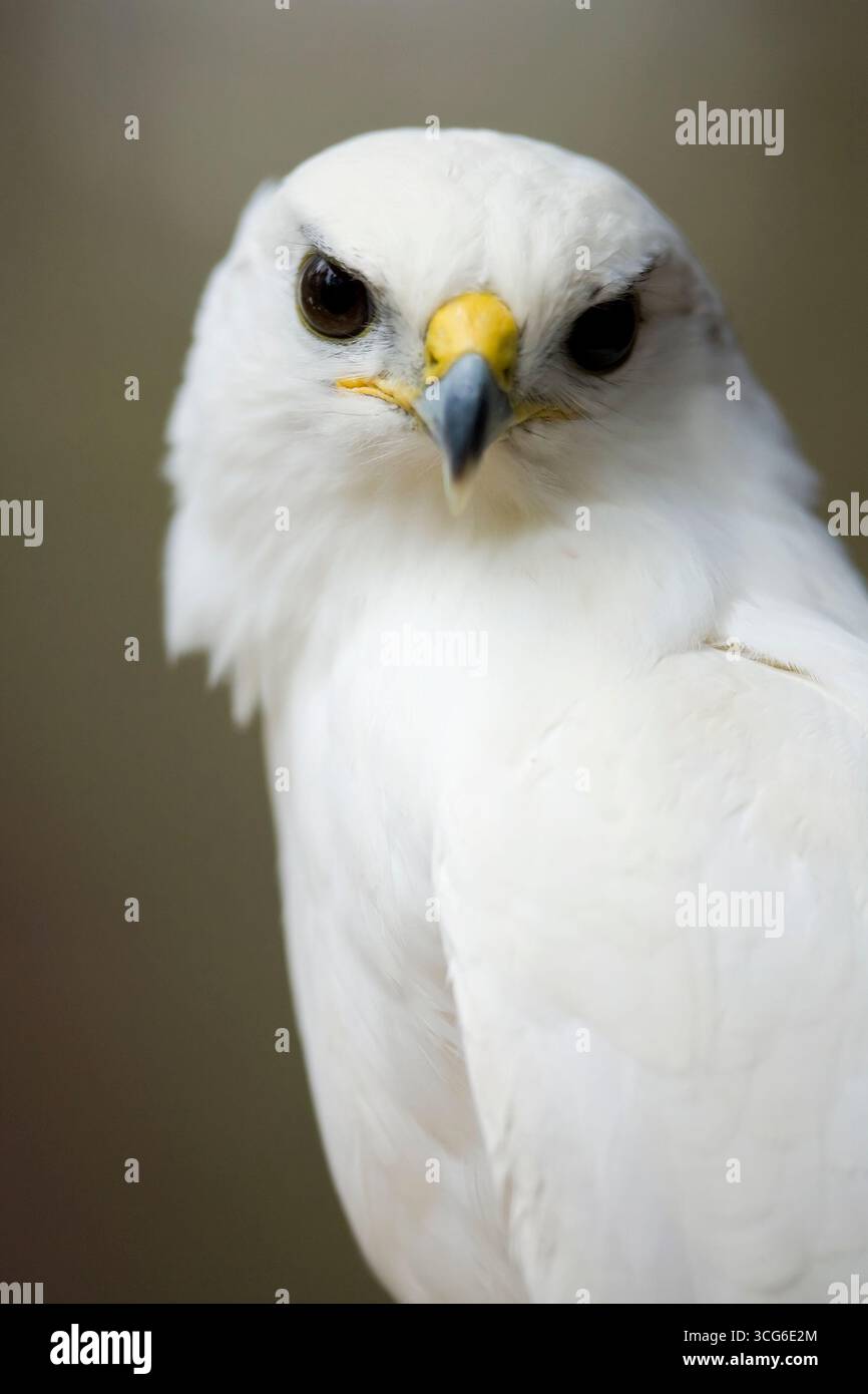 A typical buteo, soaring hawks with broad wings and tail. Plumages are highly variable, 4 light ...