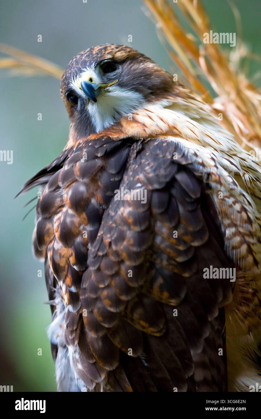 A typical buteo, soaring hawks with broad wings and tail. Plumages are ...