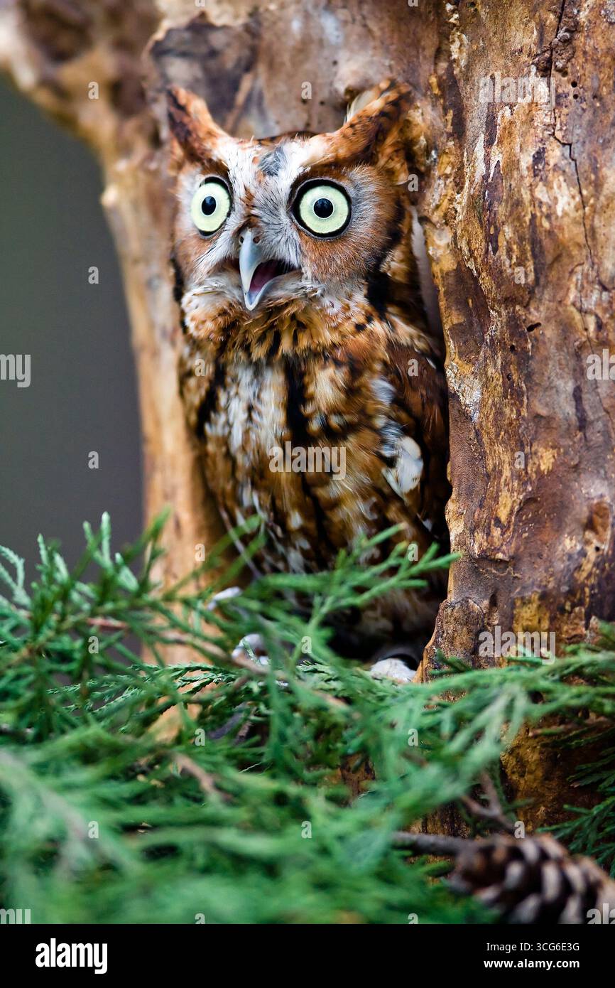 The Eastern Screech-Owl is found in nearly every habitat throughout the ...