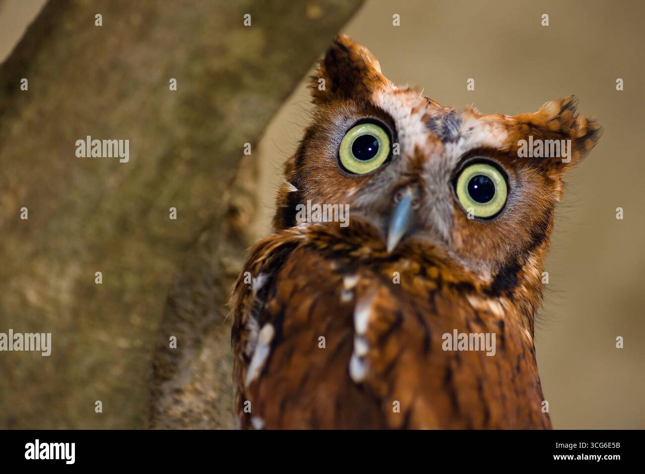 The Eastern Screech-Owl is found in nearly every habitat throughout the ...