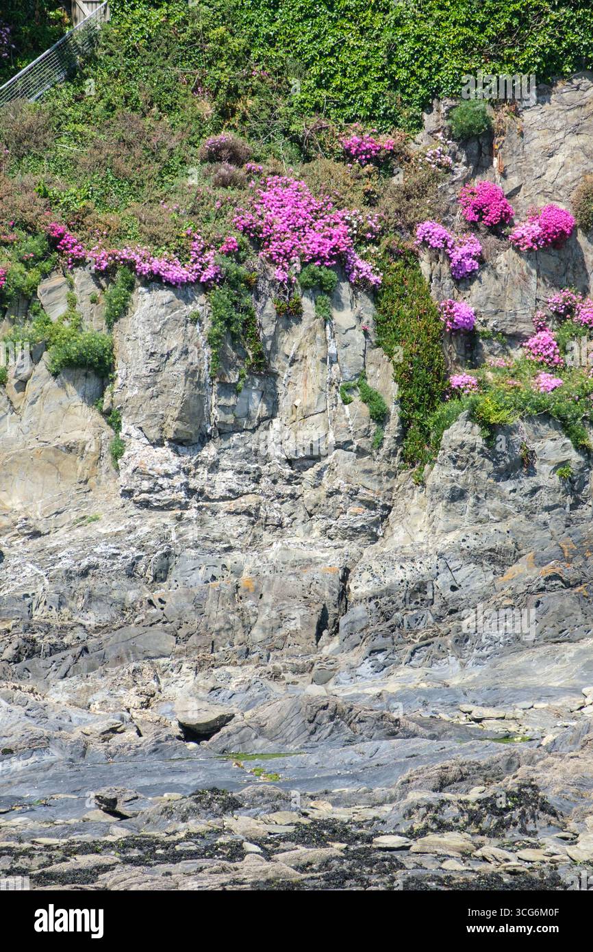 Cornwall, England, U.K. South West Coast Path, Flowers Growing on ...