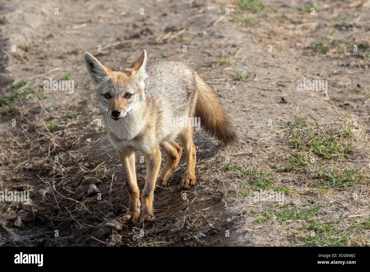 A lean jackal approaches with pricked ears and brush tail, mottled ...