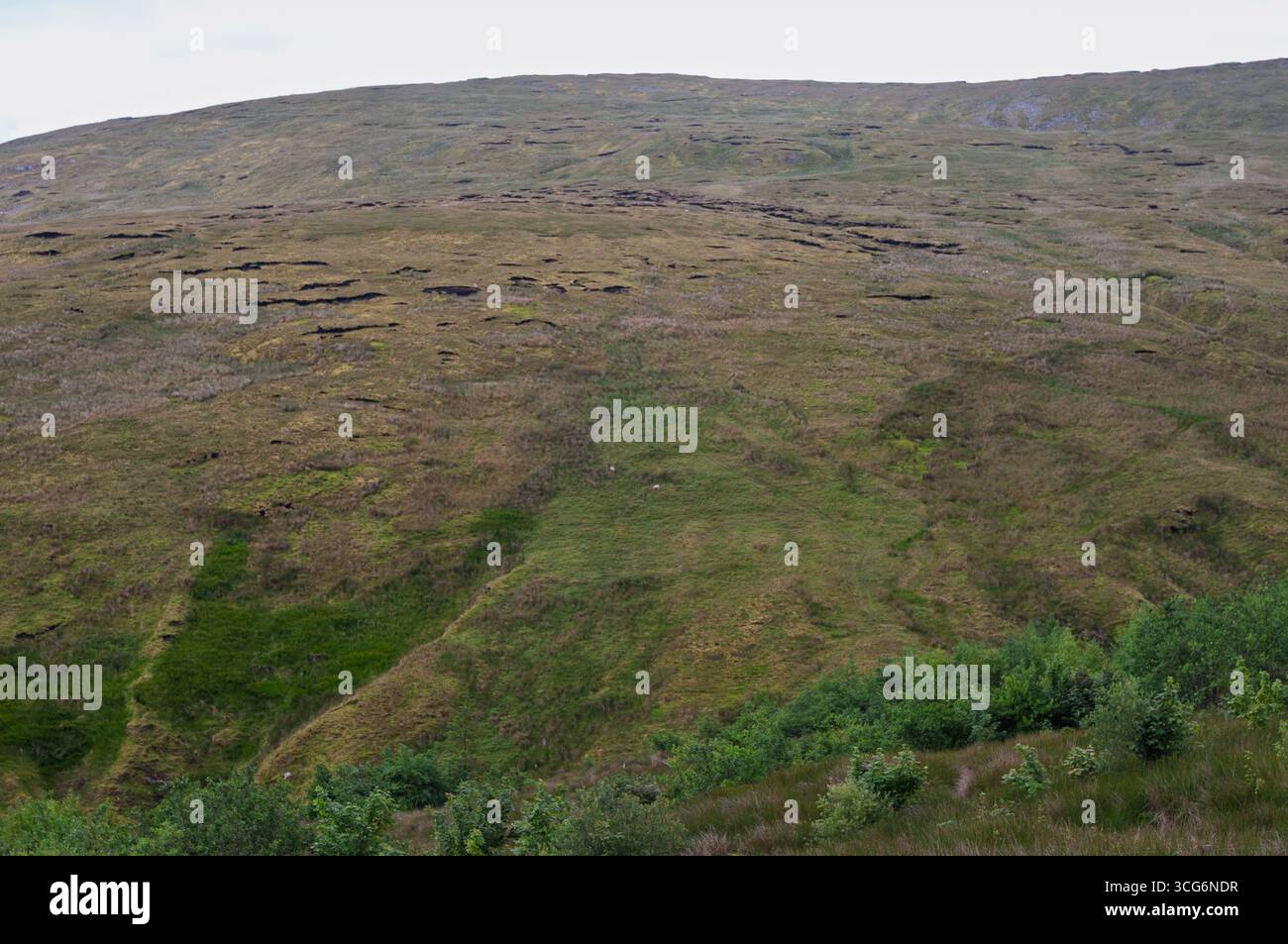 Hillside lot grass trees hi-res stock photography and images - Alamy