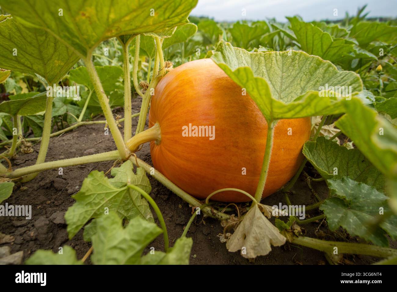 medium sized orange pumpkin growing on the leafy stalk Stock Photo - Alamy
