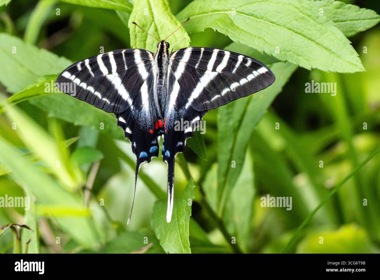 Beautiful zebra swallowtail butterfly (Eurytides marcellus) at the ...