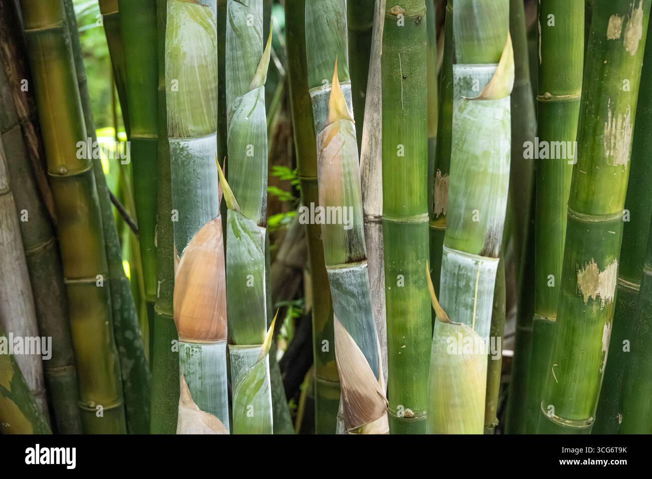 Kanapaha botanical gardens bamboo hi-res stock photography and images ...