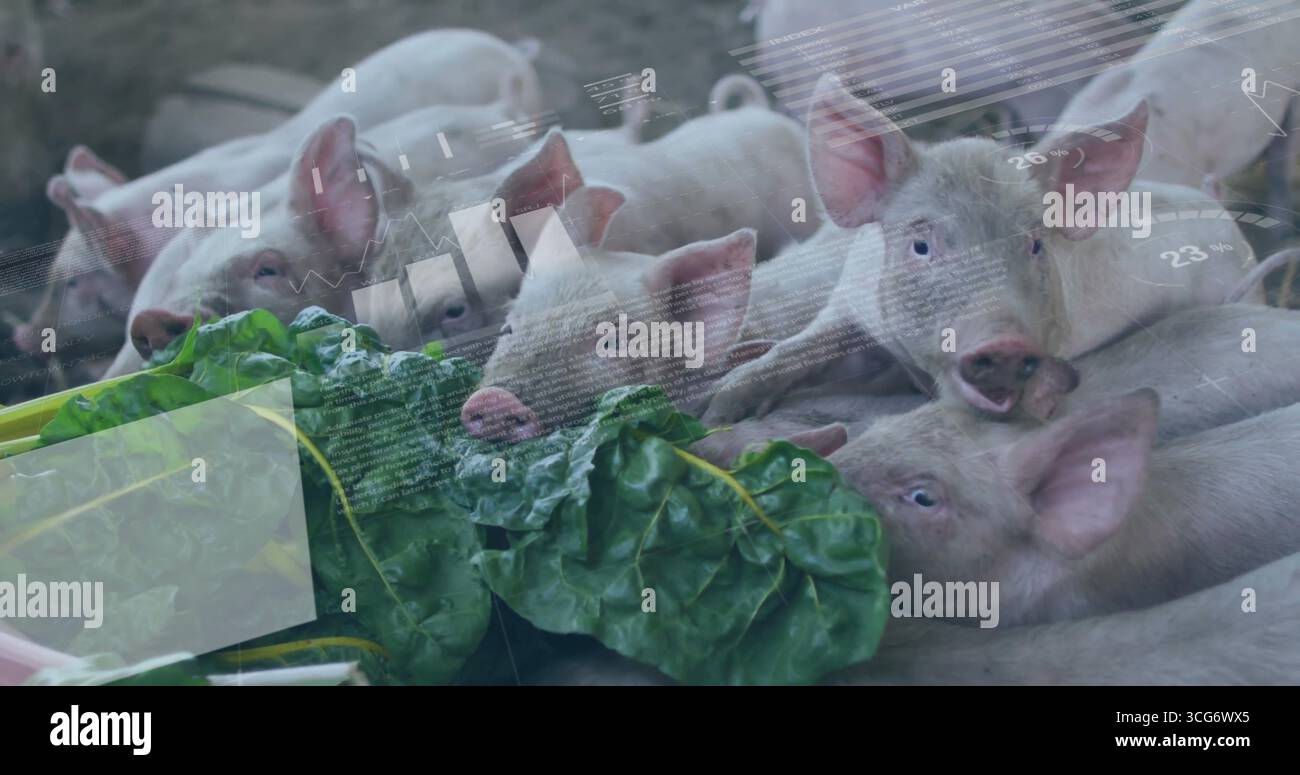 Chewing piglets crowding feeding trough in farm barn with straw, leafy ...