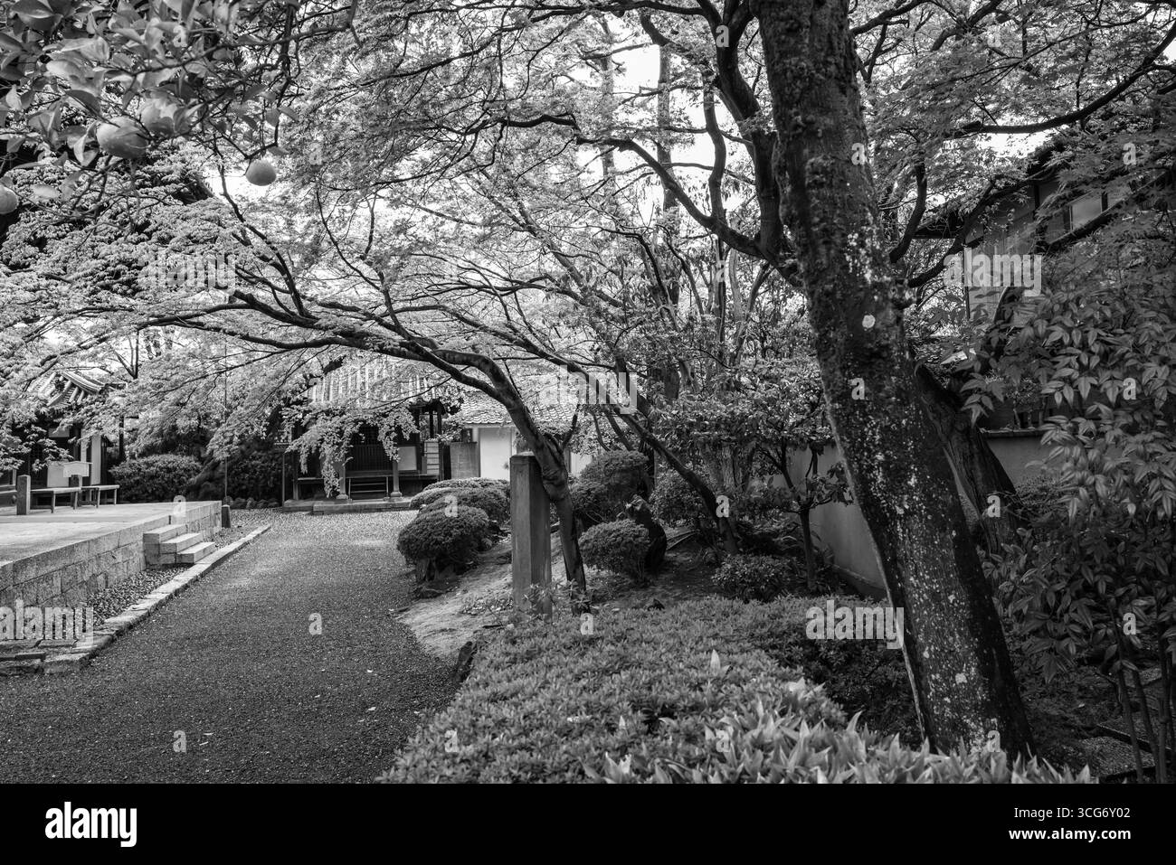 A peaceful and detailed view of a traditional Japanese garden ...