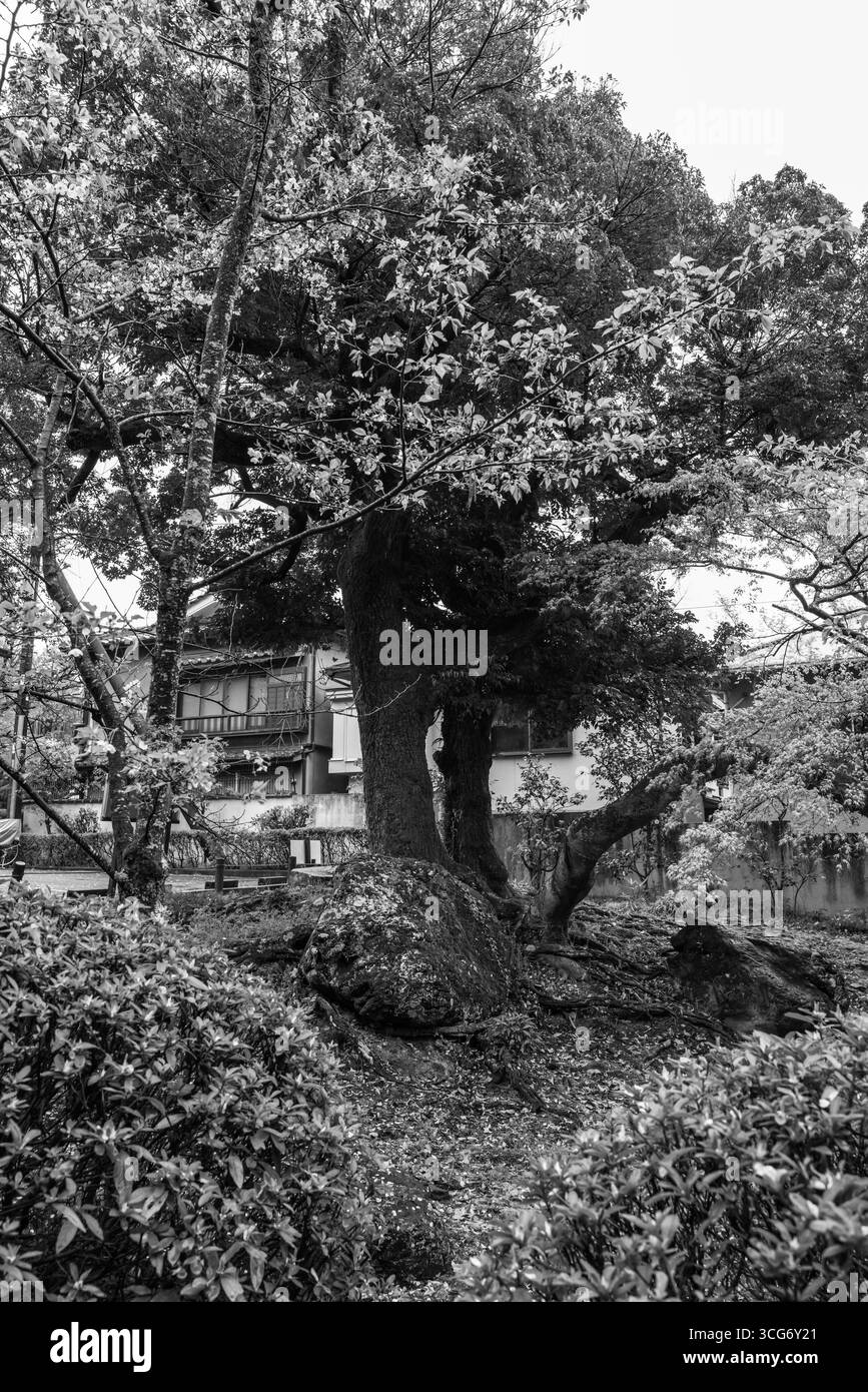 Towering japanese Black and White Stock Photos & Images - Alamy