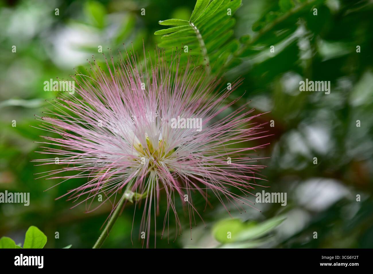 Multiple pinnate hi-res stock photography and images - Alamy