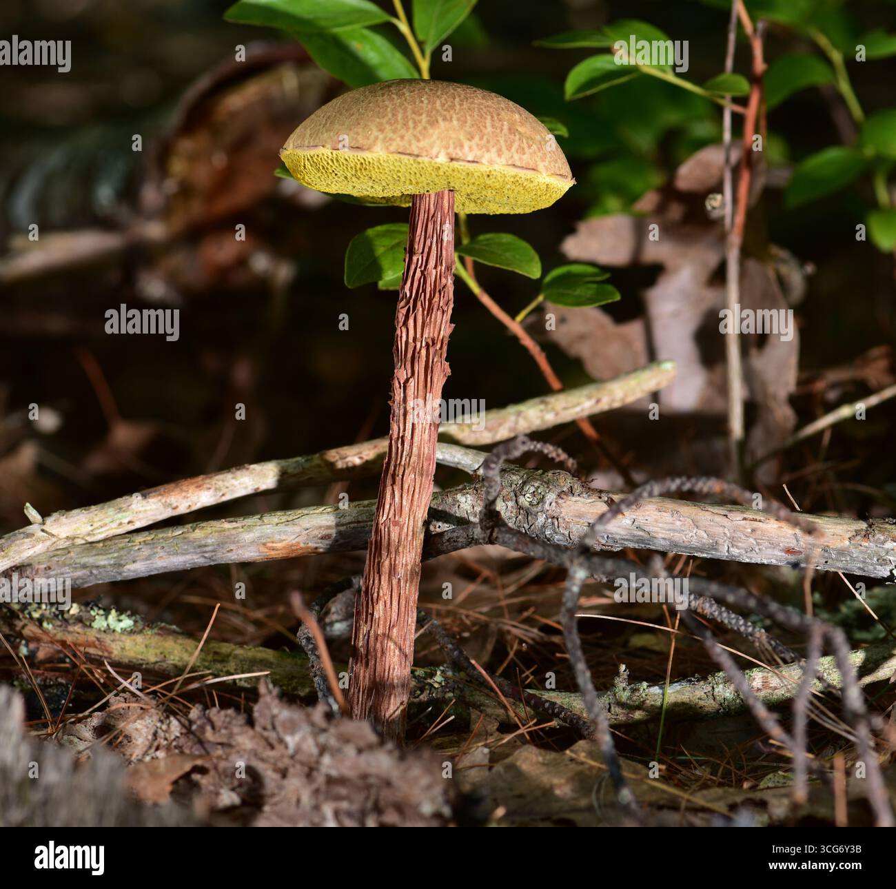 Oven mouth trail hi-res stock photography and images - Alamy