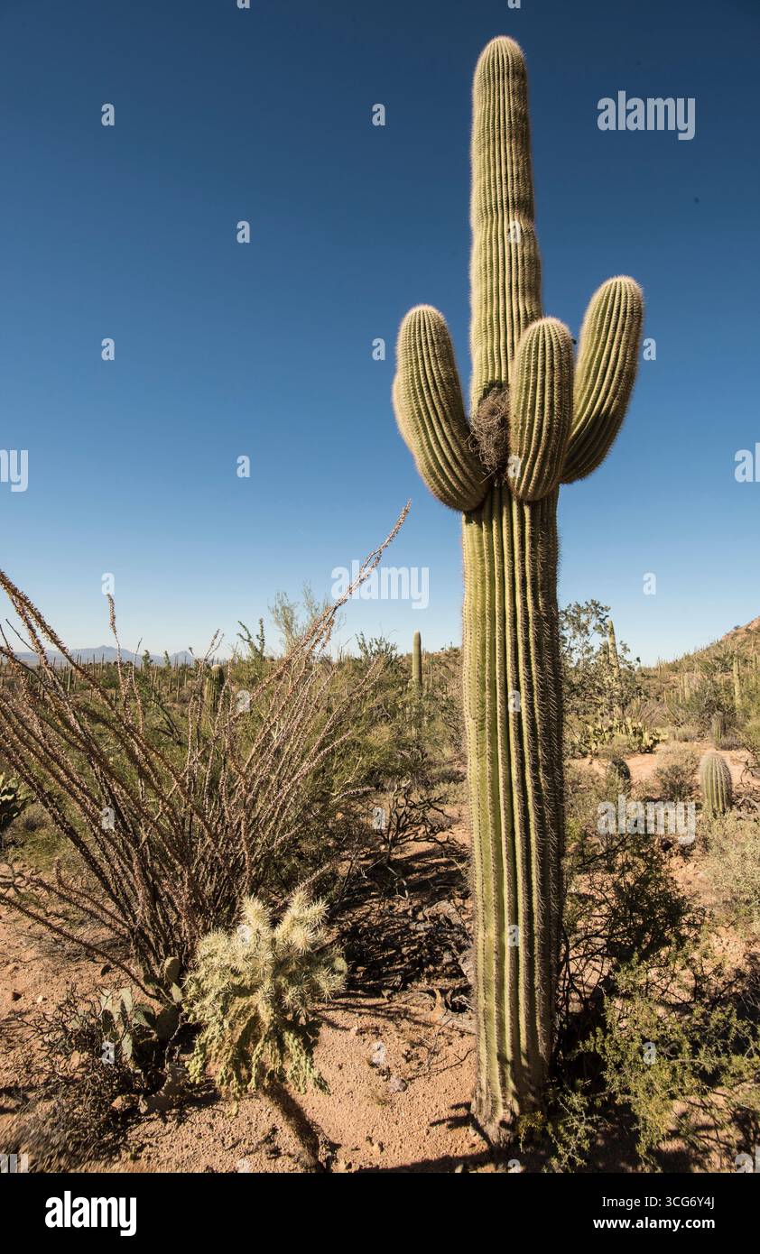 Saguaro Cactus (Carnegiea gigantea) with Cactus Wren (Campylorhynchus ...