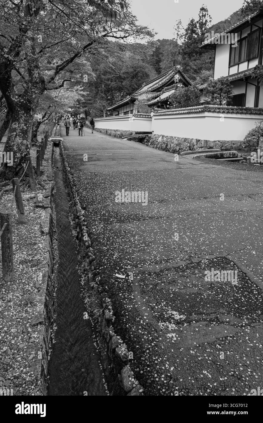 Sakura petals on tranquil street lined with trees and traditional ...